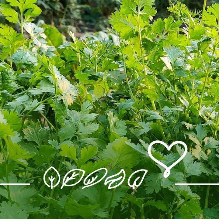 True Leaf Best Practices – True Leaf Farms