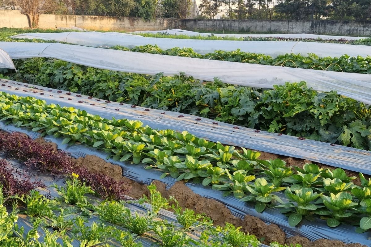 Buy Chemical Free Vegetables in Gurgaon & Delhi | Hydroponic Vegetable ...