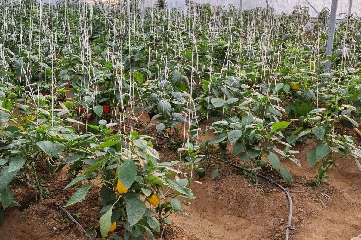 Buy Chemical Free Vegetables in Gurgaon & Delhi | Hydroponic Vegetable ...