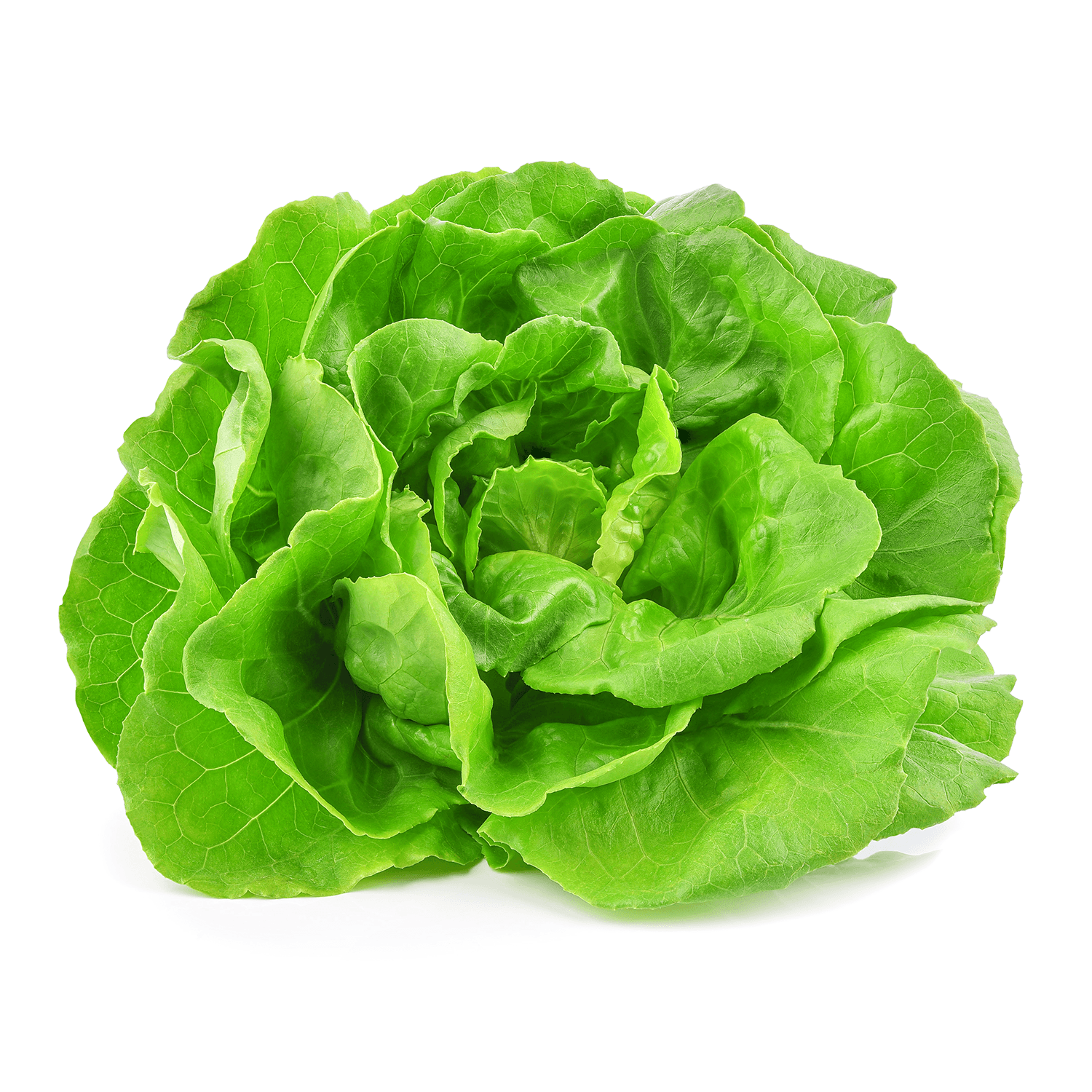 All Produce – True Leaf Farms